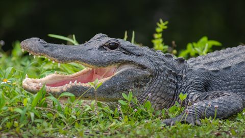 Watch hiker's close encounter with huge alligator strolling across ...