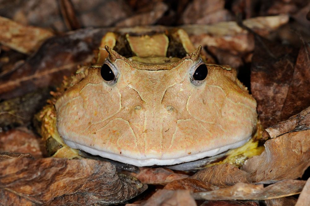 The Kaleidoscopic Colors of Frogs | Live Science