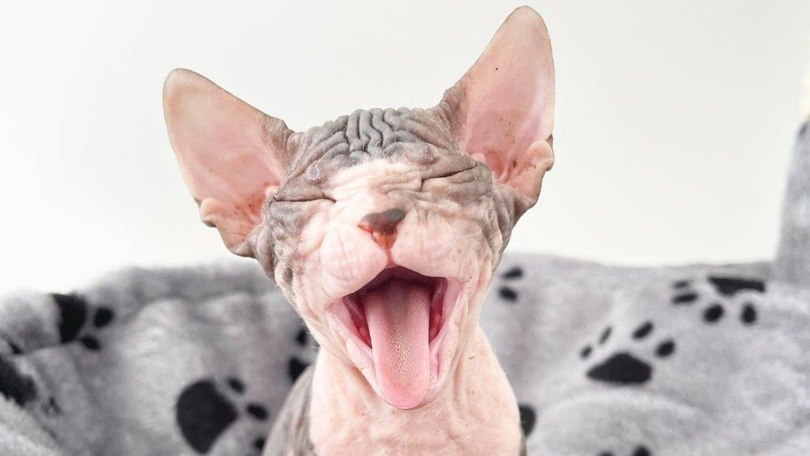 7 bald and beautiful hairless cat breeds | PetsRadar
