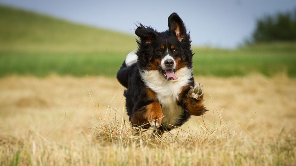 10 best behaved dog breeds according to a behaviorist | PetsRadar
