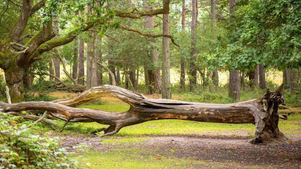 Hazard trees: what's your risk of a falling tree as a hiker? | Advnture