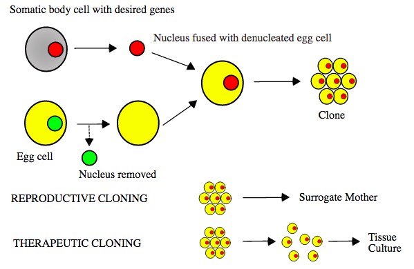 20 years after Dolly the Sheep, what does the future hold for cloning ...