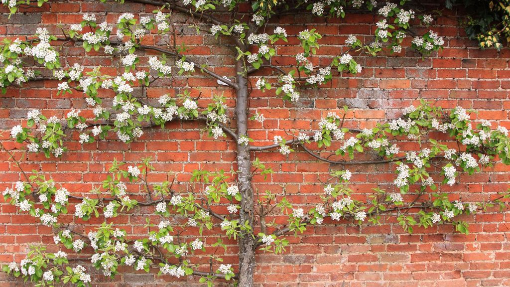 7 of the Best Trees to Espalier — and How to Grow Them | Livingetc