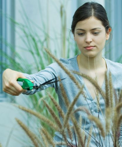 How to trim ornamental grasses: when and how to prune them | Gardeningetc