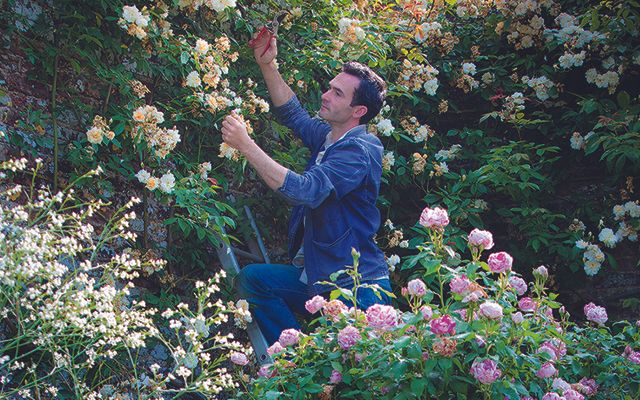 Tips on deadheading roses | Country Life