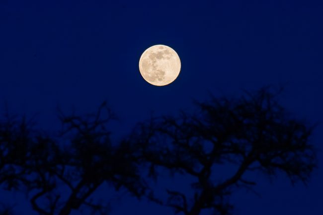 January's Full Wolf Moon looks stunning in 1st full moon photos of 2024 ...