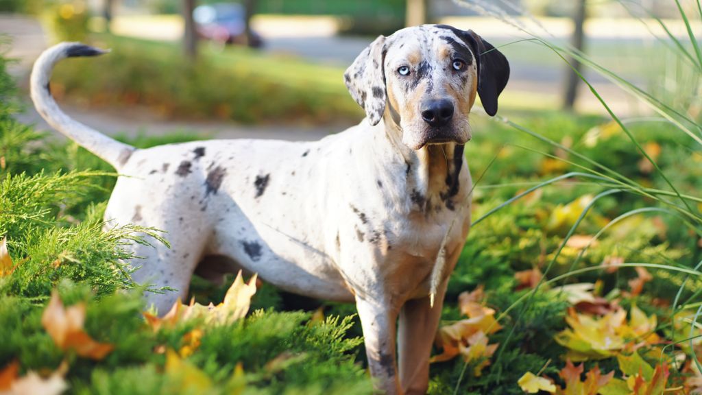 Catahoula Leopard Dog: Breed profile and information | PetsRadar