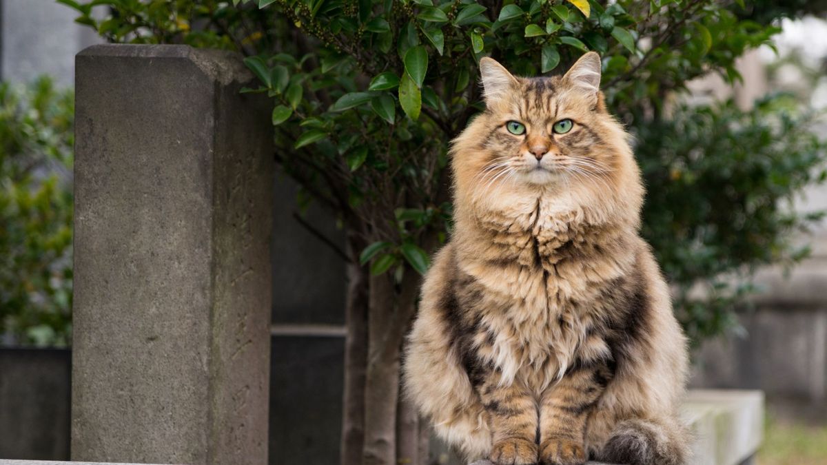 Top 10 most popular cat breeds revealed | PetsRadar