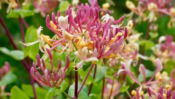 How to grow sassafras: expert native tree advice | Homes and Gardens
