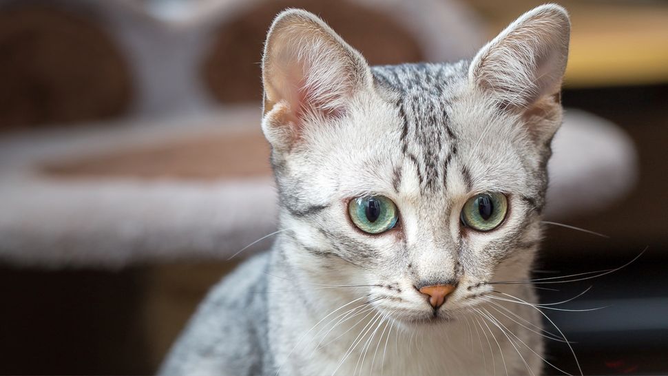 32 cat breeds that like water | PetsRadar