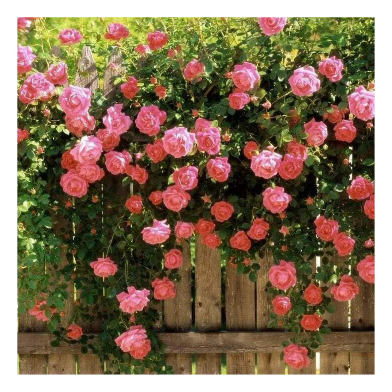 6 Plants You Need to Prune Before Fall | Livingetc