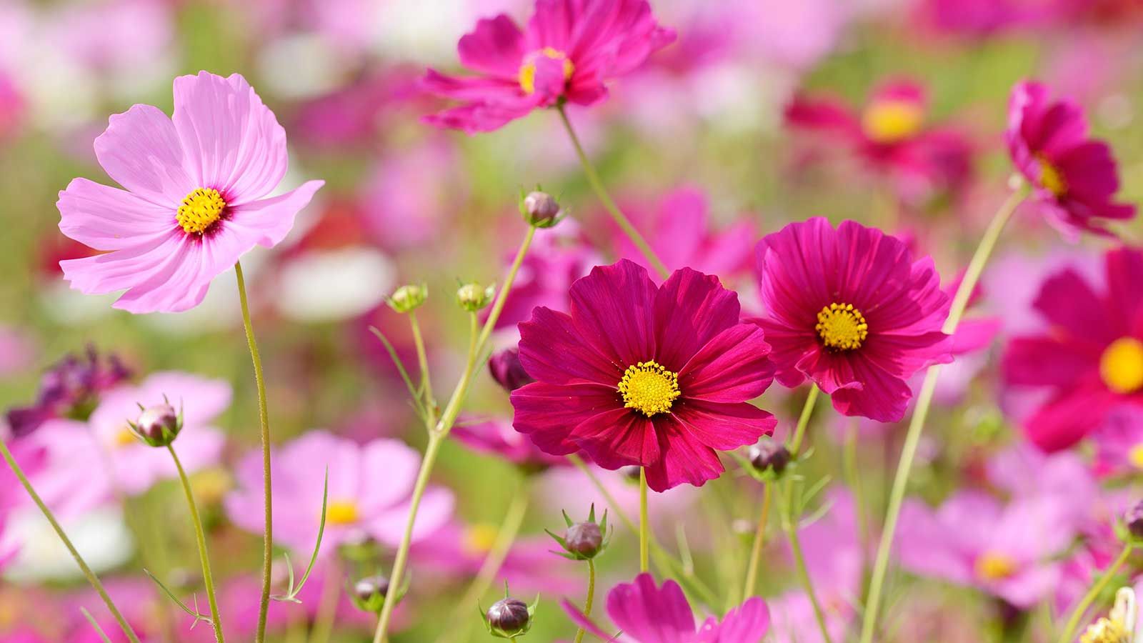 When to plant cosmos seeds: experts share their timing tips | Homes and ...
