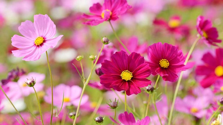 When to plant cosmos seeds: experts share their timing tips | Homes and ...