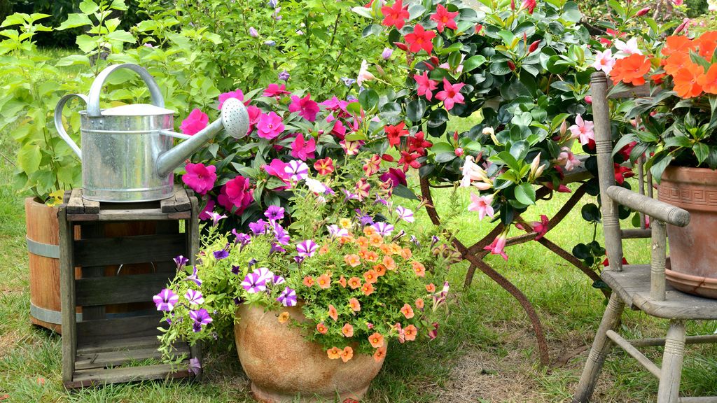 Try These Full Sun Container Plants And Planting Themes | Gardening ...