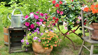 Try These Full Sun Container Plants And Planting Themes | Gardening ...