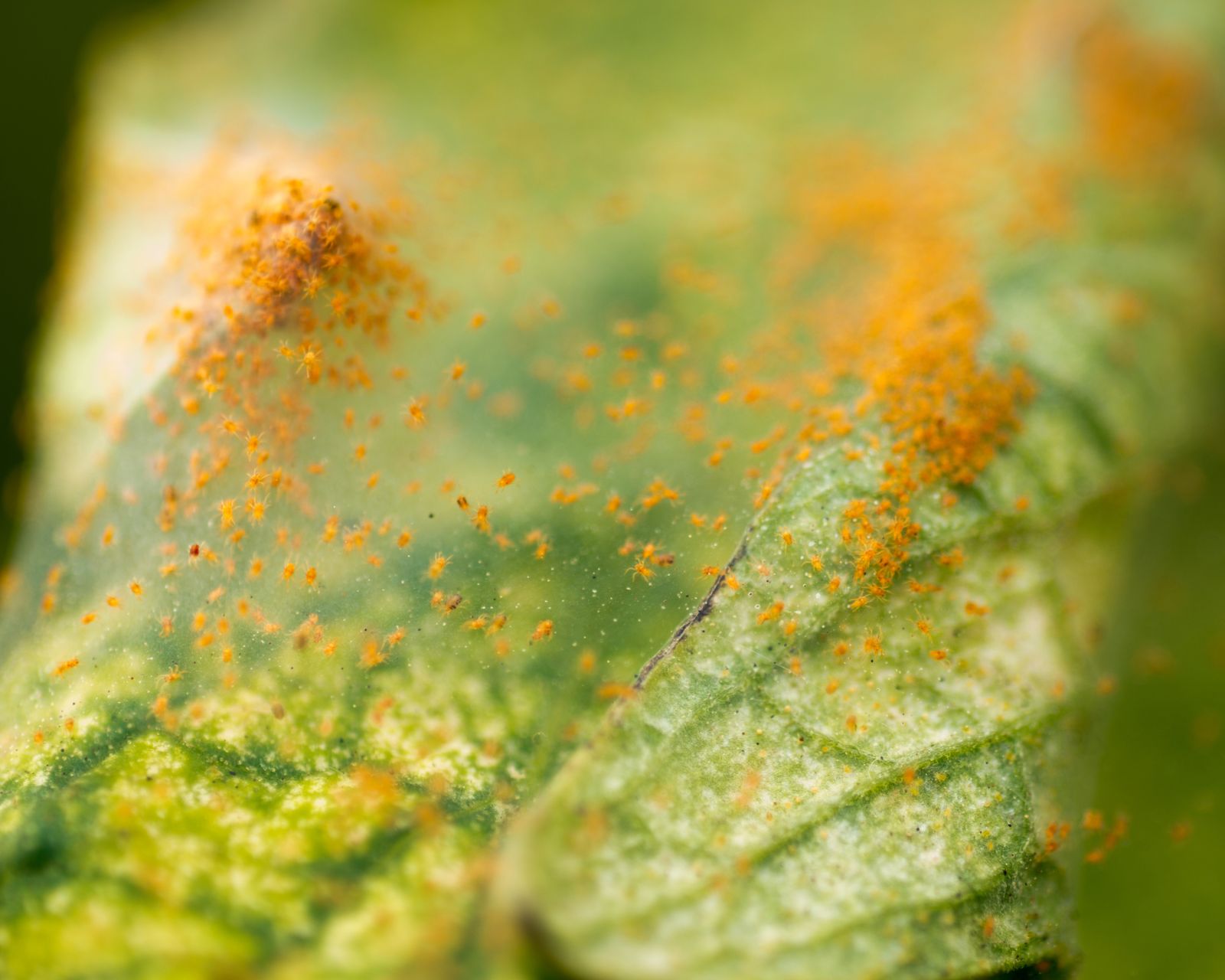 Azalea Leaf Issues – Tackle Leaf Drop And Foliage Problems | Gardening ...