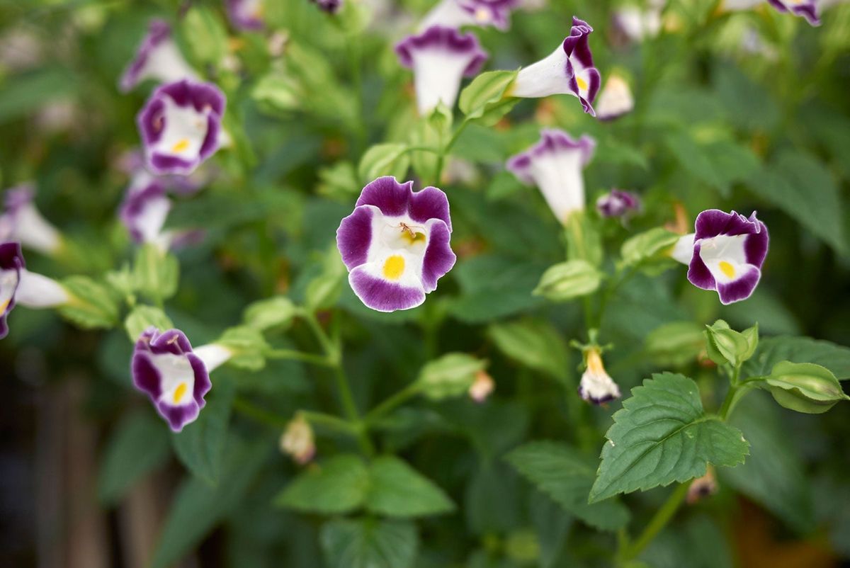 Torenia Wishbone Flower: Growing Info And Care of Wishbone Plants ...