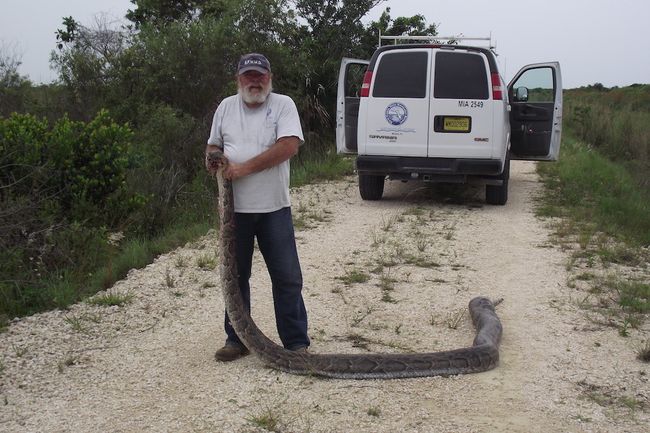 Photos: This Python Chowed Down on 3 Deer | Live Science
