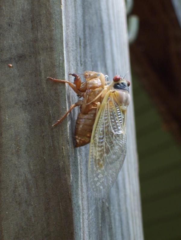 Nonstop Southern Racket is Cicadas Looking For Love | Live Science