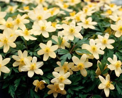 Anemones care and growing guide: tips for all-year success | Gardeningetc