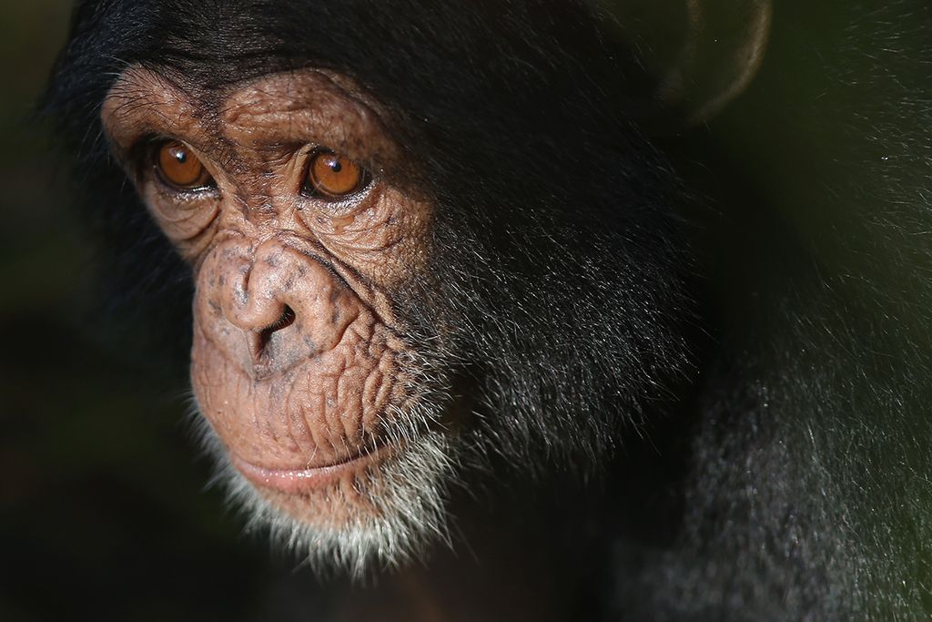 NY Court Hears 'Personhood' Case for Caged Chimps | Live Science