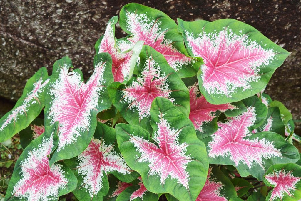 Beautiful Multicolored Plants – Growing Plants With Multicolored Leaves ...