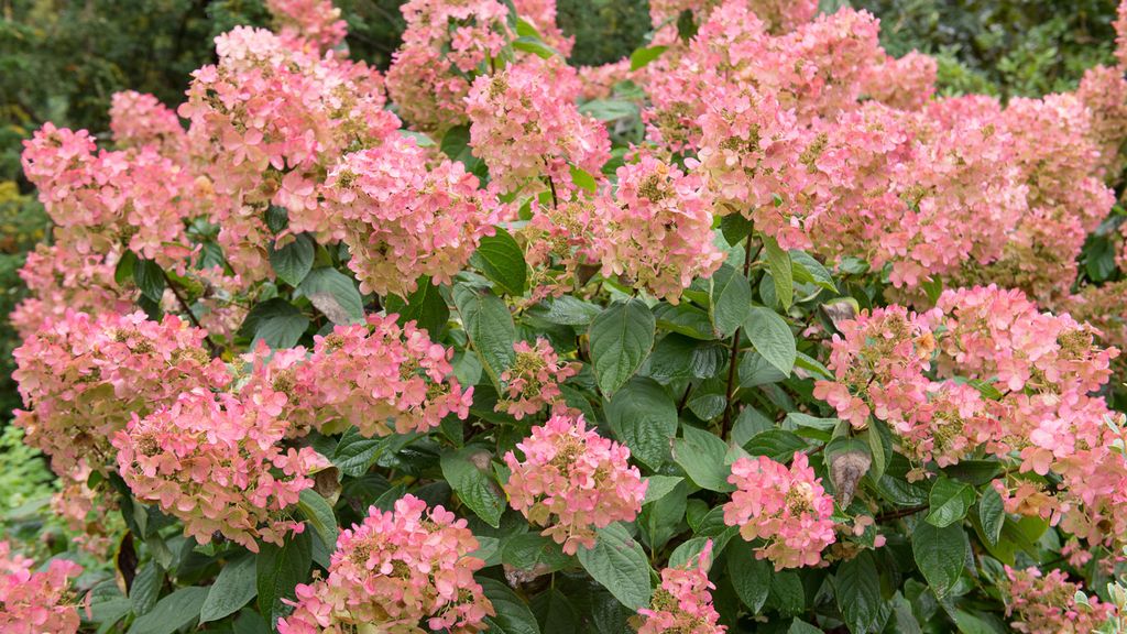 Grow A Quick Fire Hydrangea For Easy Care & Long Blooming | Gardening ...