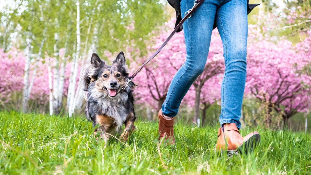 32 ways for improving your relationship with your dog | PetsRadar