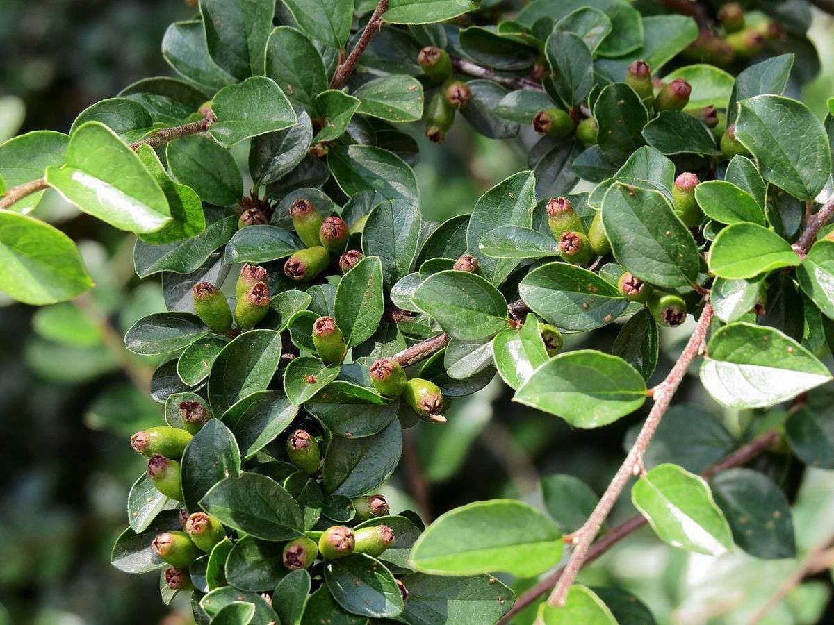 Growing Spreading Cotoneaster - Learn About Spreading Cotoneaster Care ...