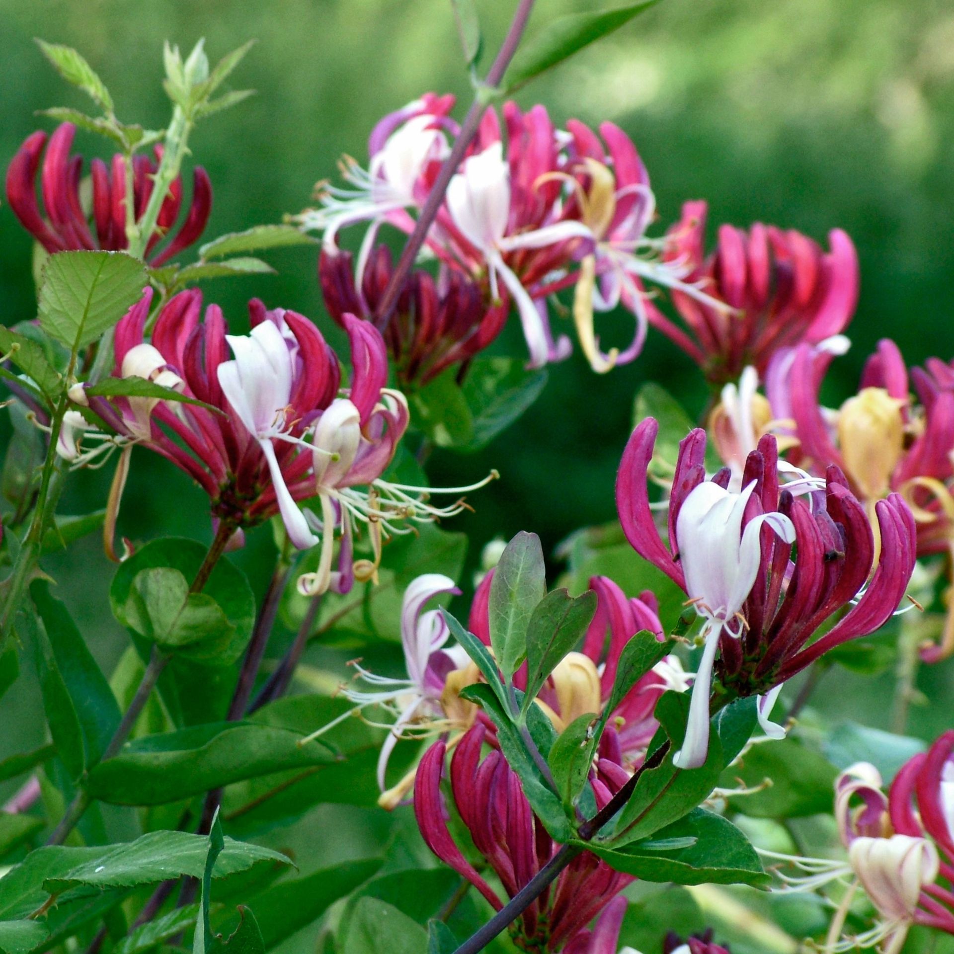 5 climbing plants with pink flowers to add to your garden | Ideal Home