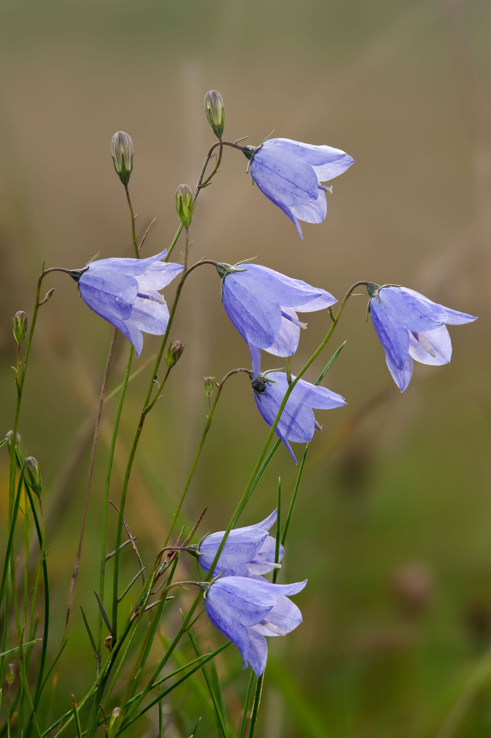 A simple guide to the wildflowers of Britain | Country Life