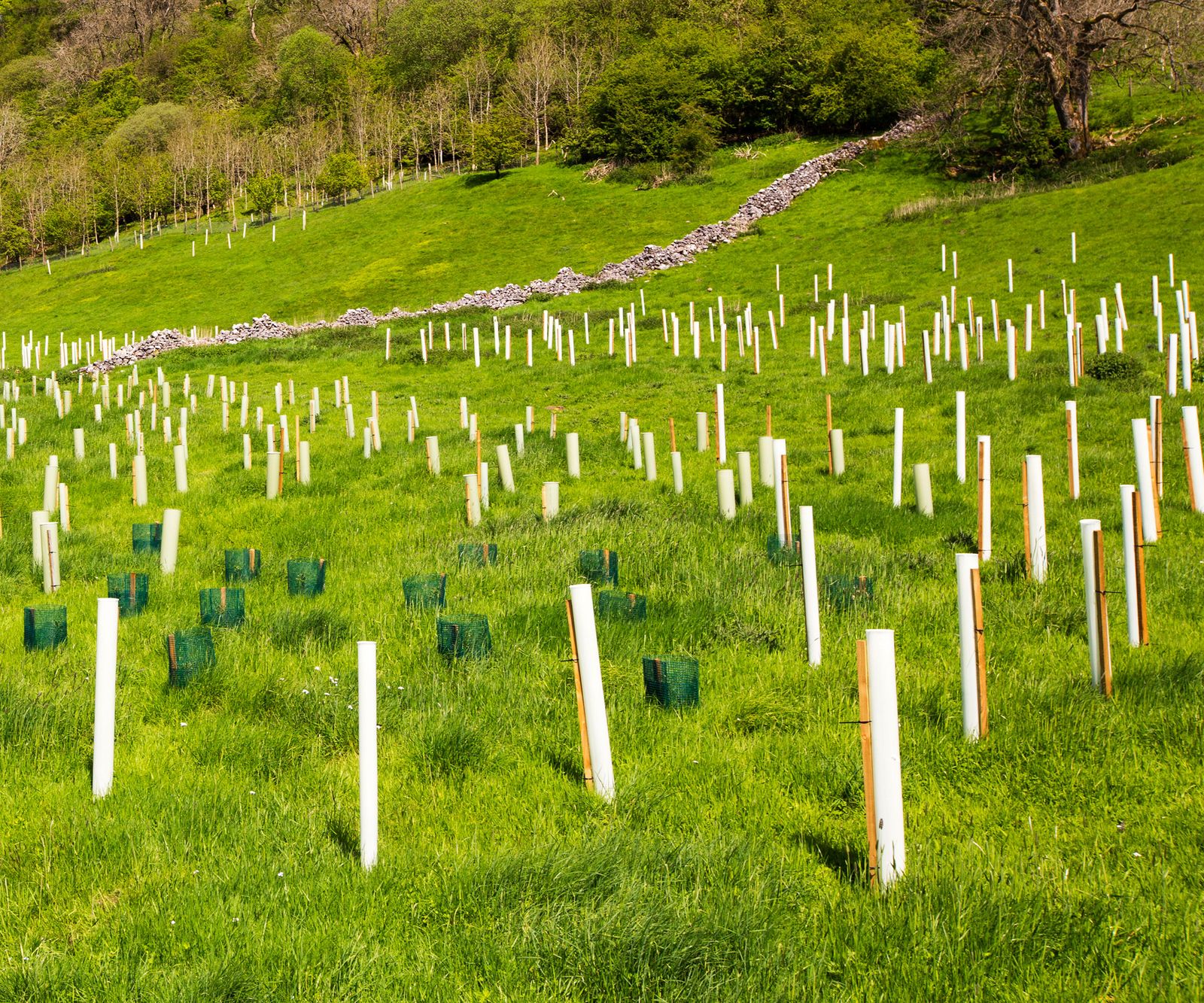 Plant A Mini Miyawaki Forest To Combat Climate Change | Gardening Know How