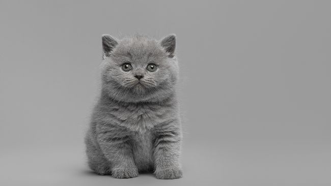 32 facts about British Shorthair cats | PetsRadar