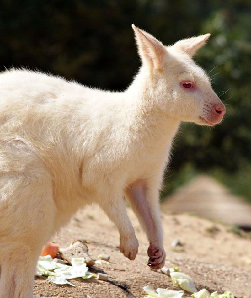 The pink and white album: Amazing albino animals | Live Science