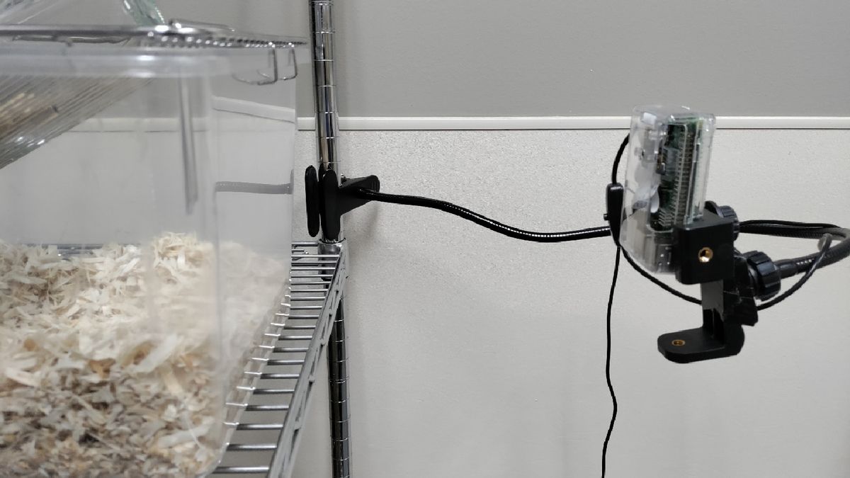 Raspberry Pi Monitors Lab Rats for Behavioral Analysis Study | Tom's ...