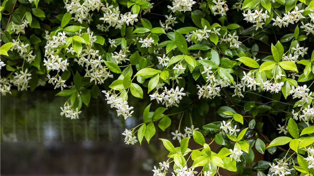 How to grow and care for star jasmine: 5 expert tips | Homes and Gardens