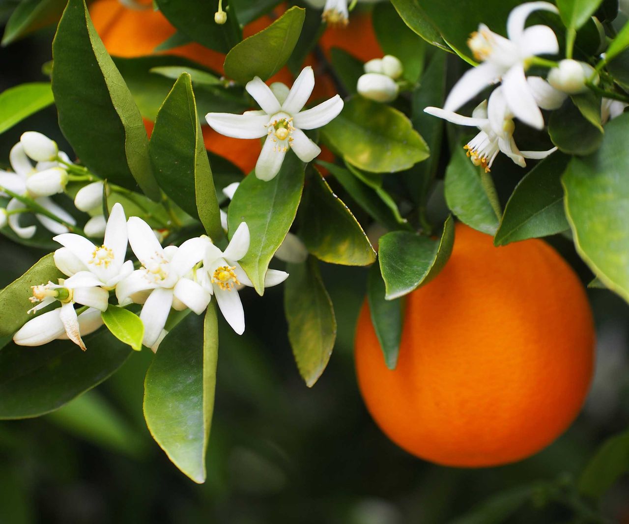 How to grow an orange tree - expert tips for happy fruits | Homes and ...