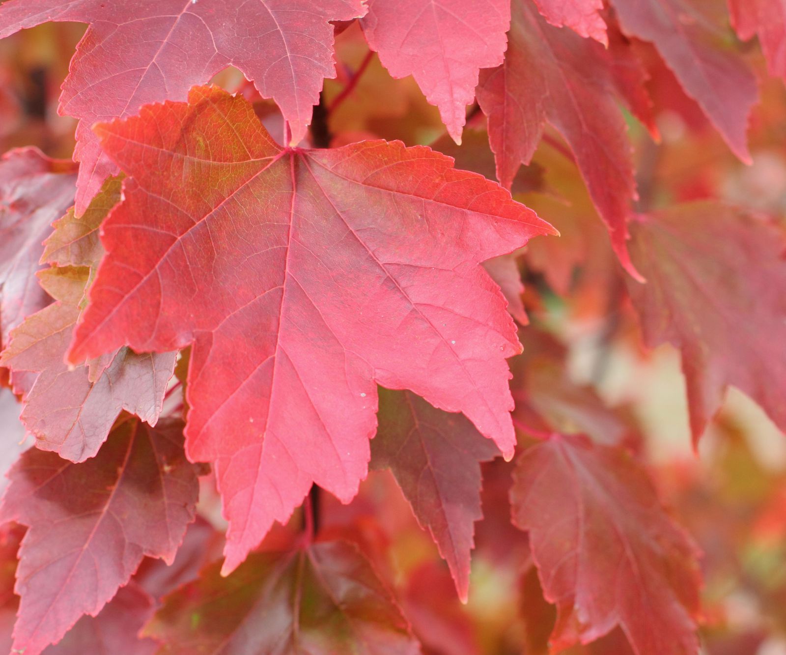 7 of the best trees for climate change | Homes and Gardens