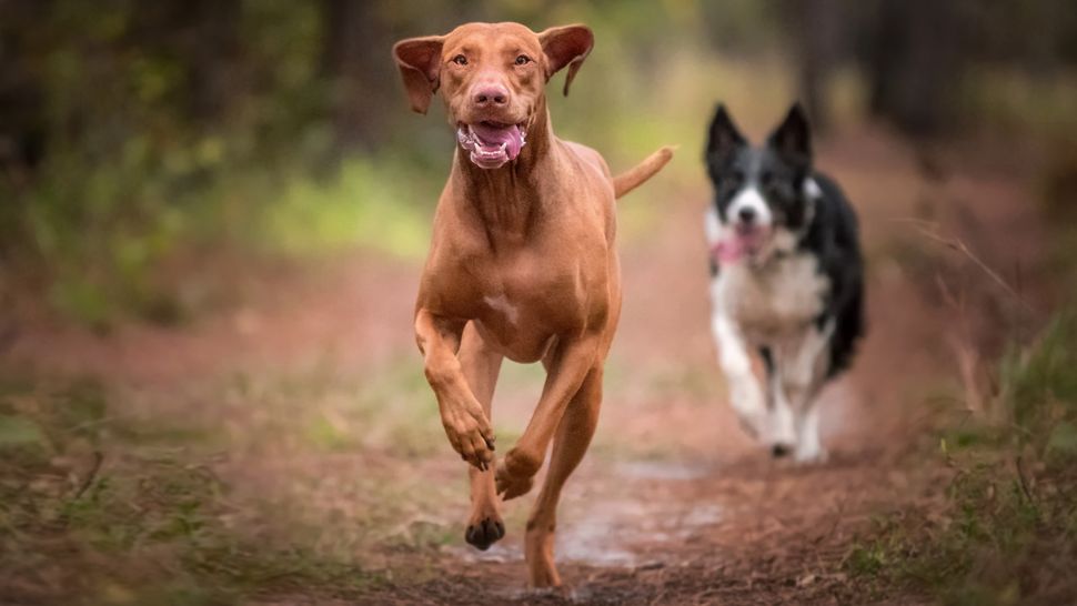 Recall training two dogs at once | PetsRadar