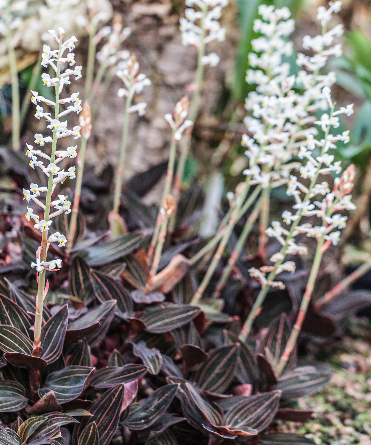 26 Different Types Of Orchids – With Pictures & Information | Gardening ...