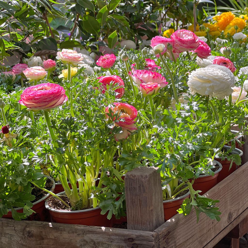 When to plant ranunculus - experts reveal the best time | Ideal Home