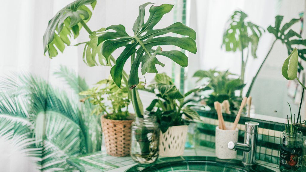 The 8 Best Bathroom Plants To Grow With No Light or Low Light ...