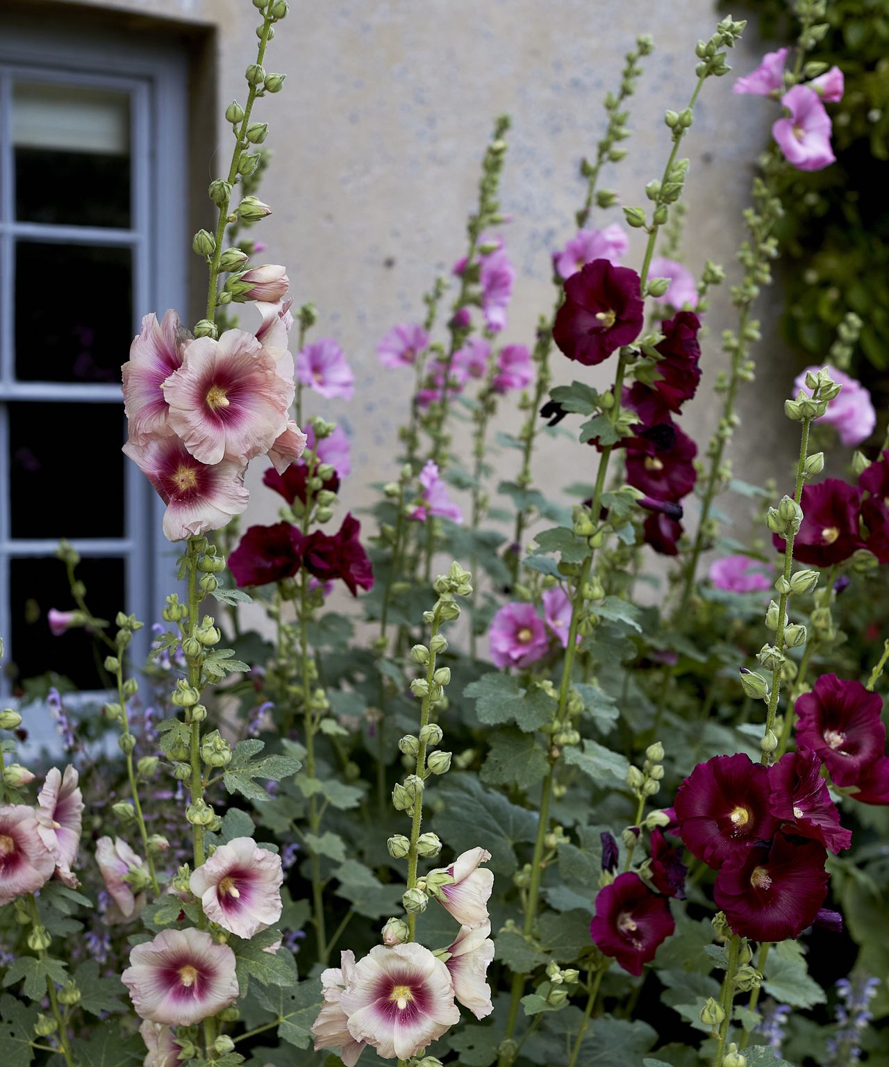 Do hollyhocks flower in the first year? Experts reveal all | Homes and ...