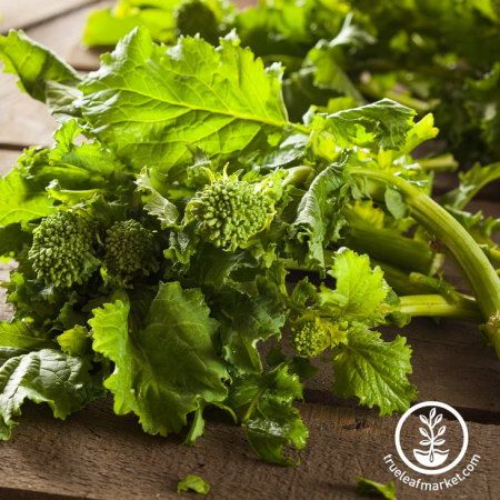 How to grow broccoli rabe - tips for a successful crop | Homes and Gardens