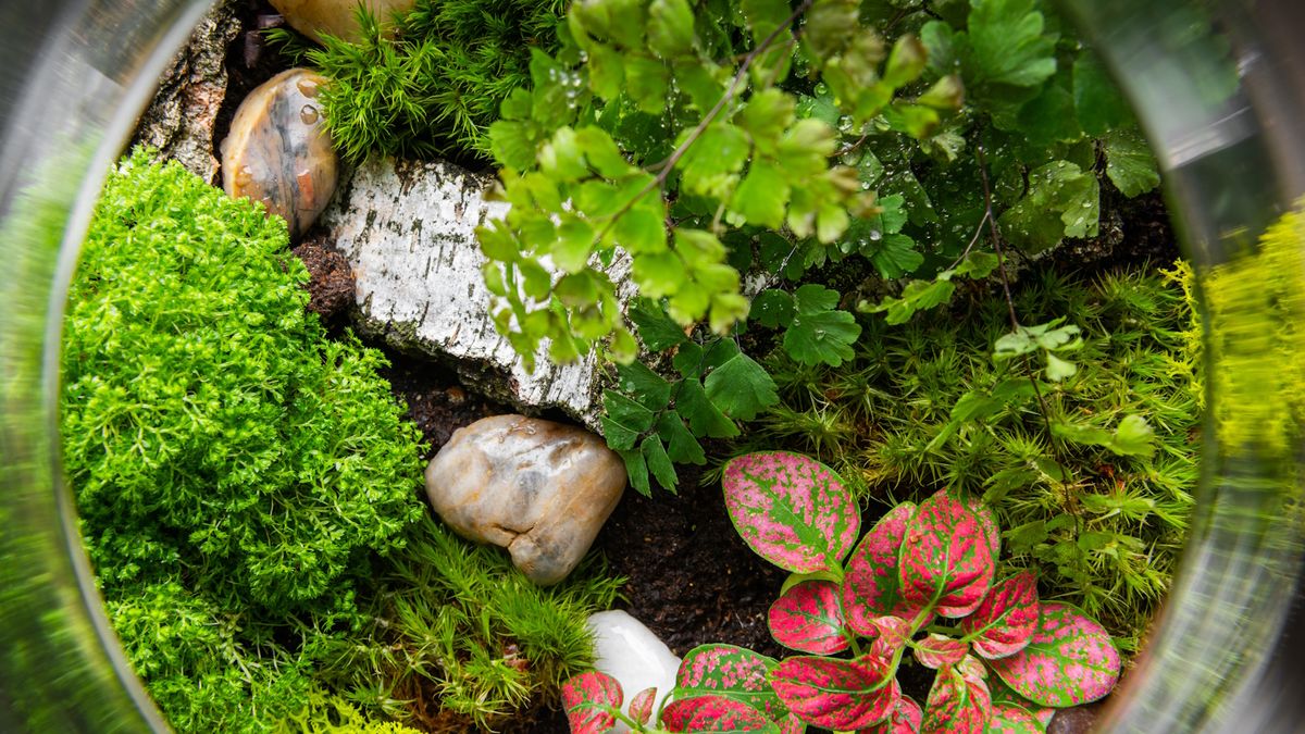 How to grow moss indoors: 3 inspiring ideas | Homes and Gardens