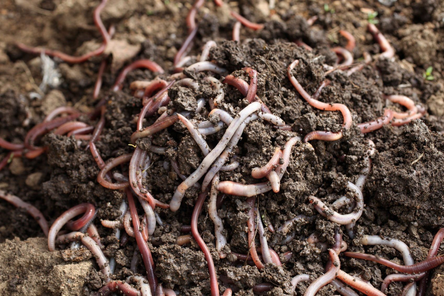 Vermicomposting Worm Types - What Are The Best Worms For Compost Bin ...