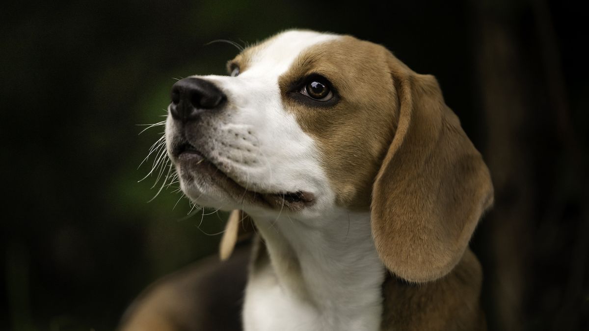 High-maintenance dog breeds: Is your dog a diva? | PetsRadar