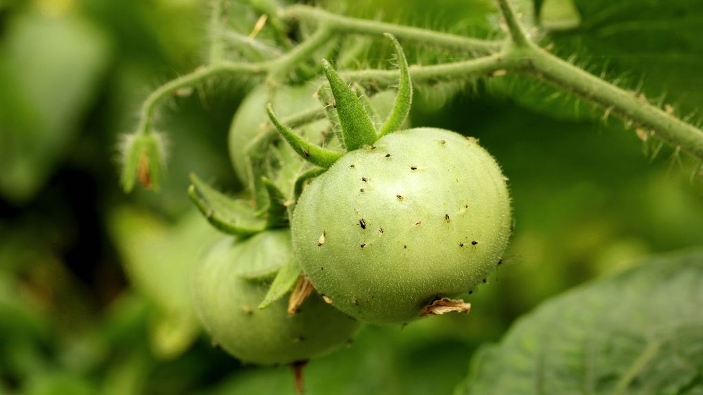 7 reasons your tomato plant is wilting — and how to fix it | Tom's Guide