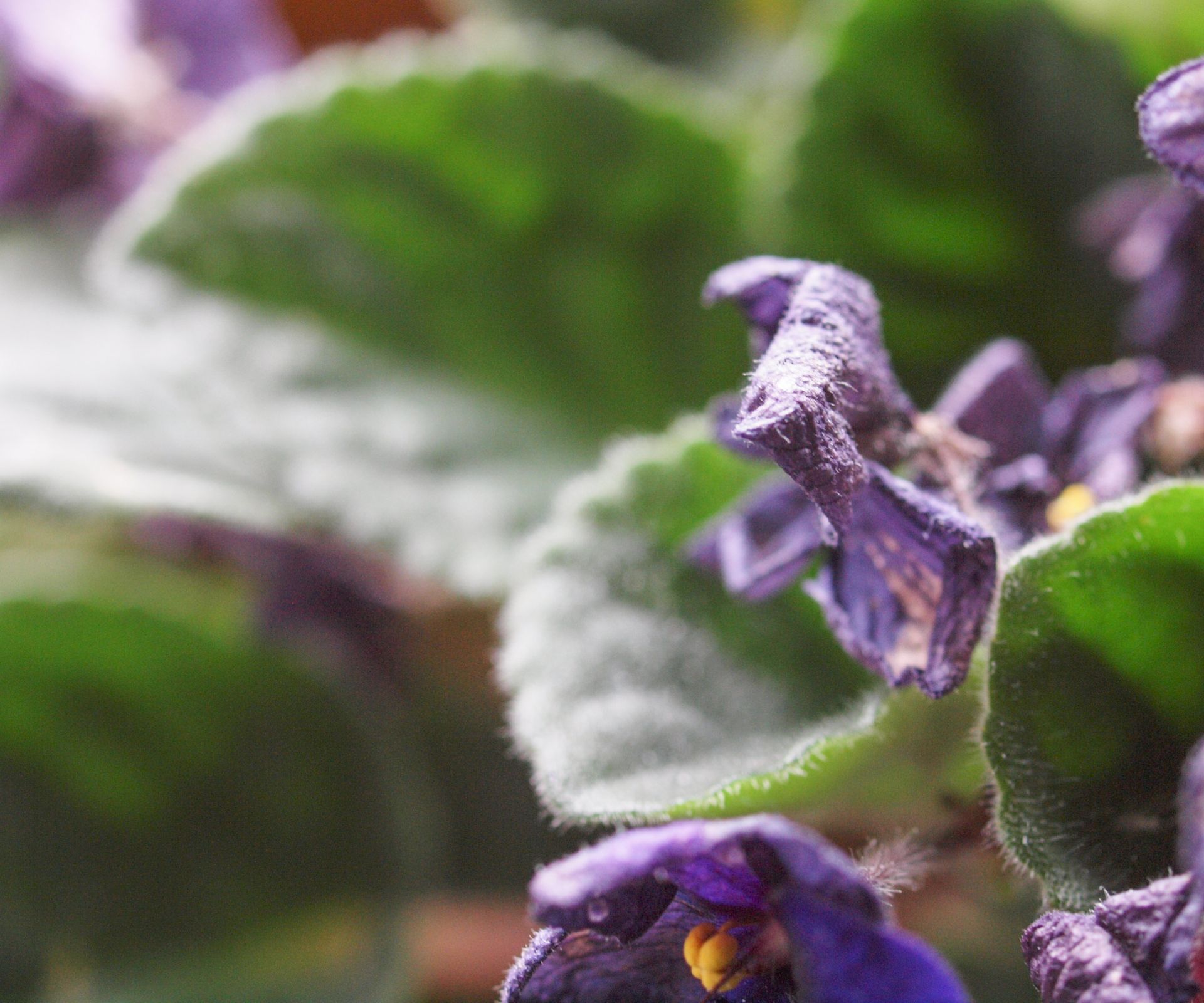 Why are my African violet leaves drooping: 5 common causes | Homes and ...