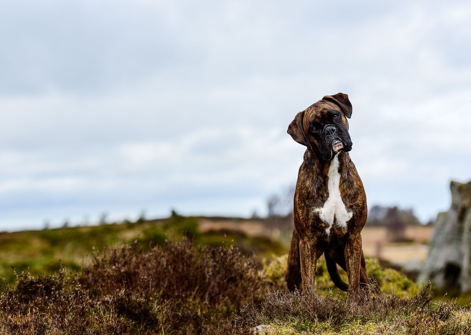 Boxer dogs: Loyal, trusting and affectionate – once you get past the ...